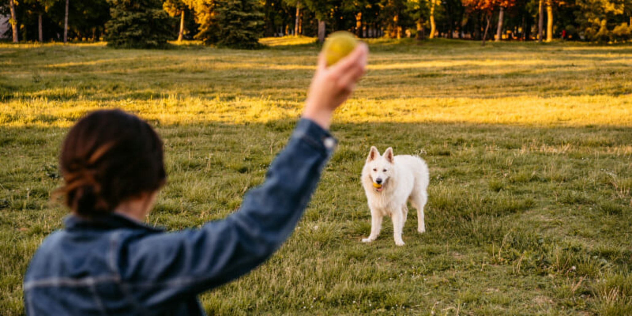 What’s New in Minimally Invasive Shoulder Surgery? | Summit Orthopedics